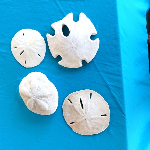 Source Unknown | Other | Sea Urchin Seashell And 3 Sand Dollar Sea ...